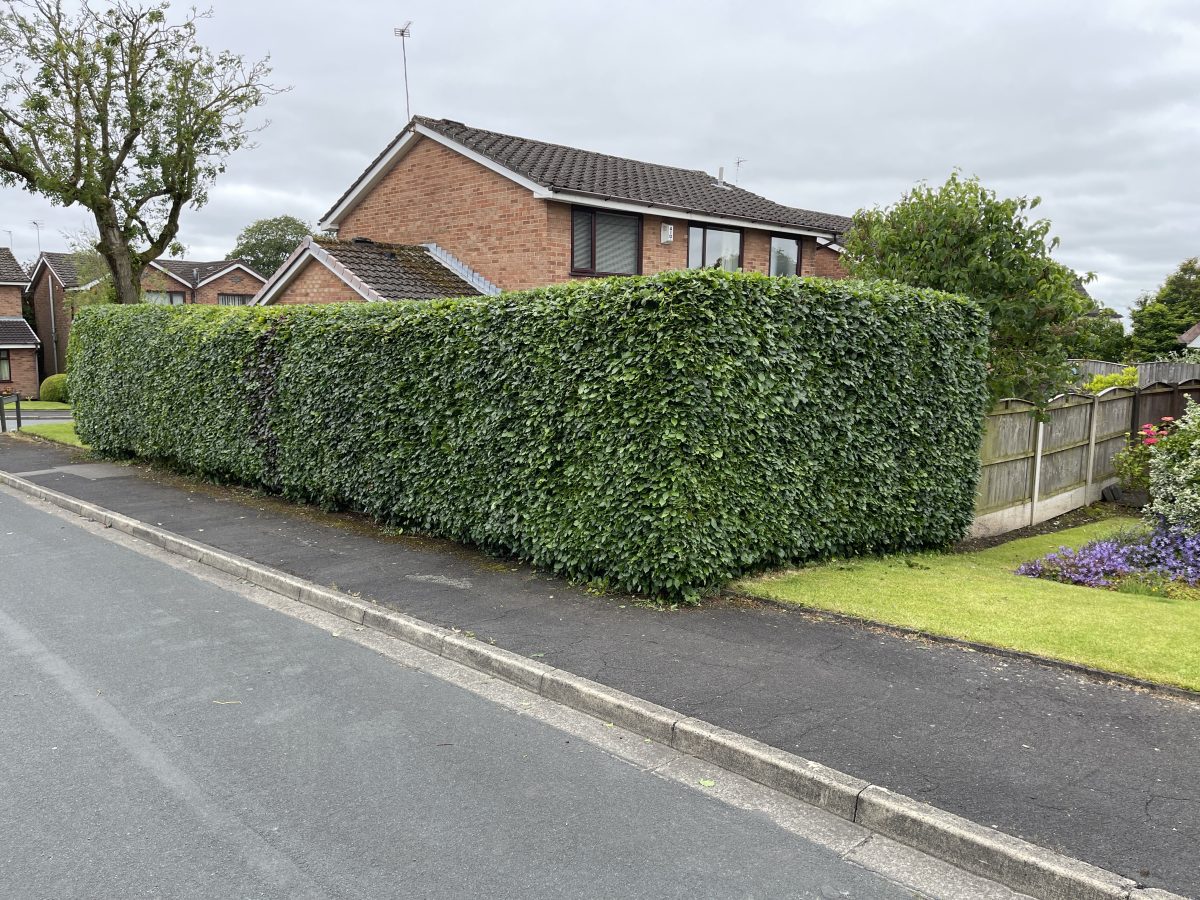 Hedge Cutting and Hedge Maintenance - Four Seasons Garden Services ...